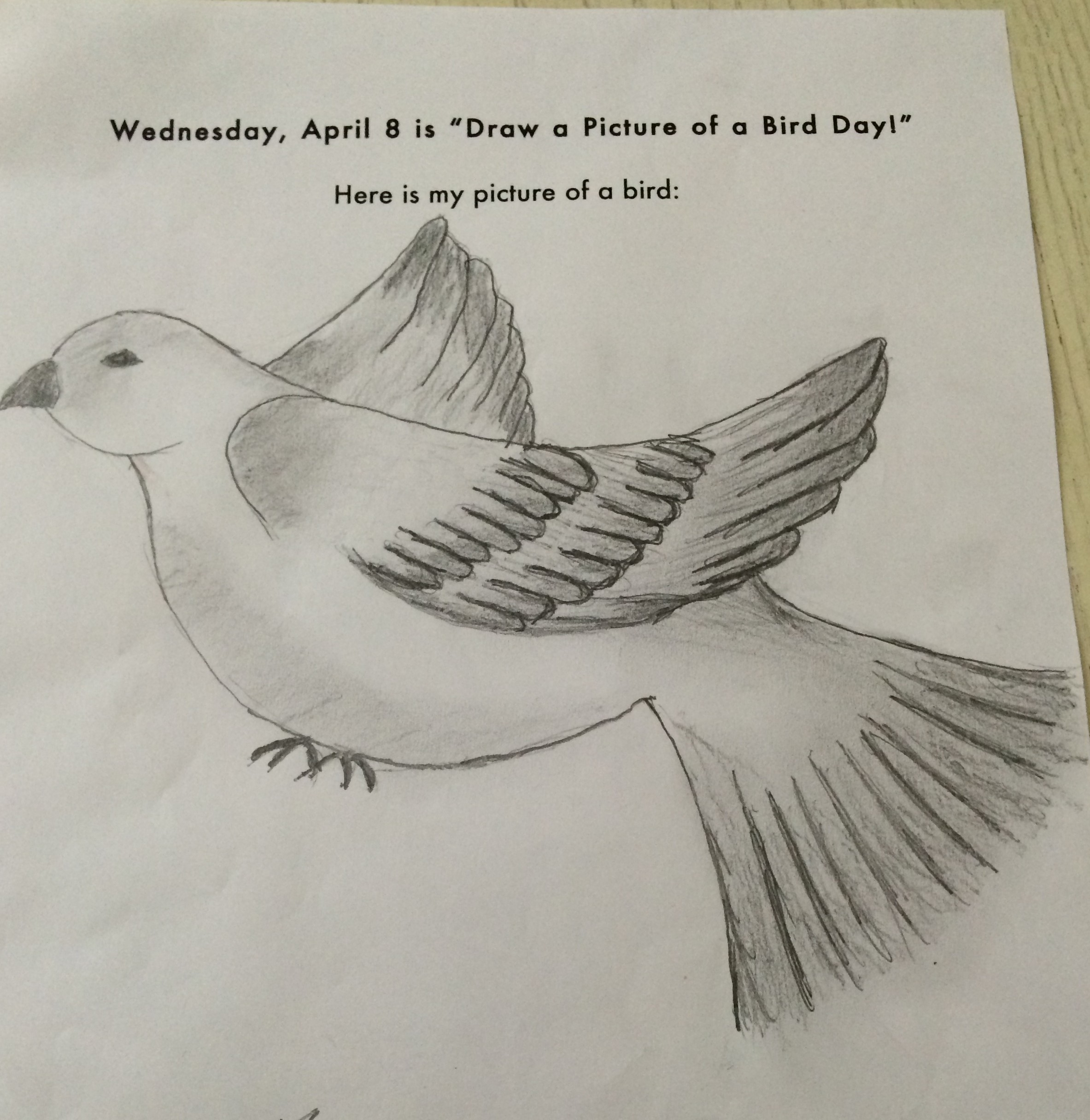 The Story Behind Draw a Bird Day | The Cheshire Library Blog
