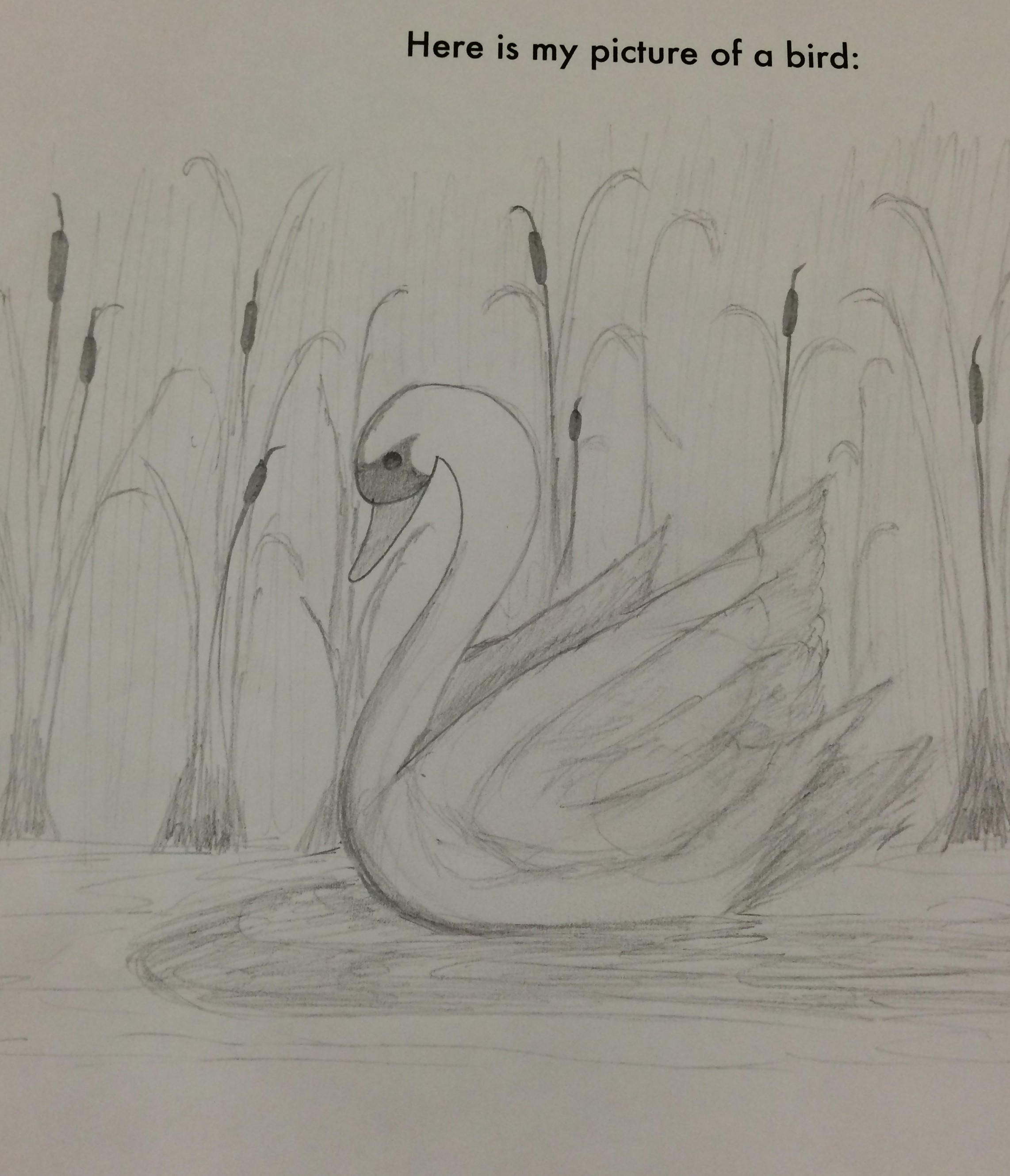 The Story Behind Draw a Bird Day | The Cheshire Library Blog