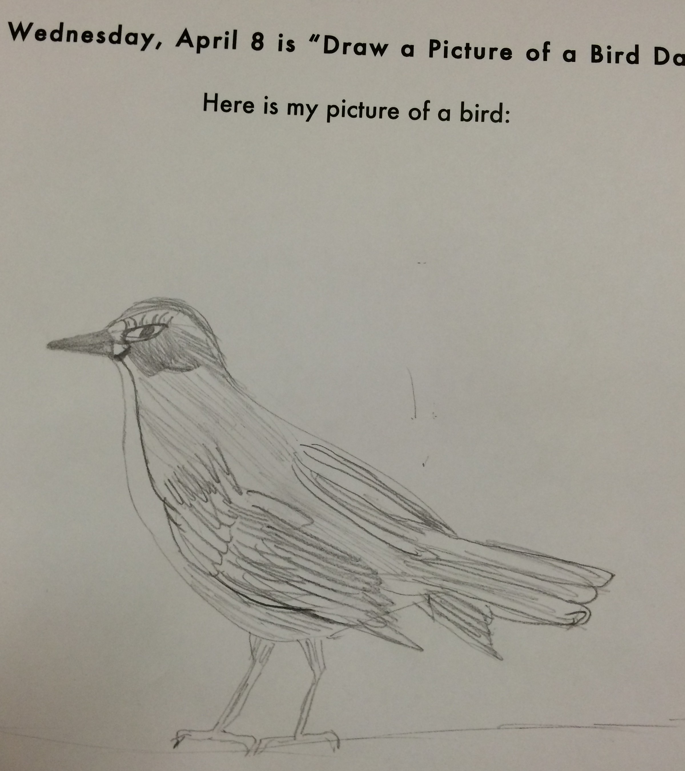 The Story Behind Draw a Bird Day | The Cheshire Library Blog